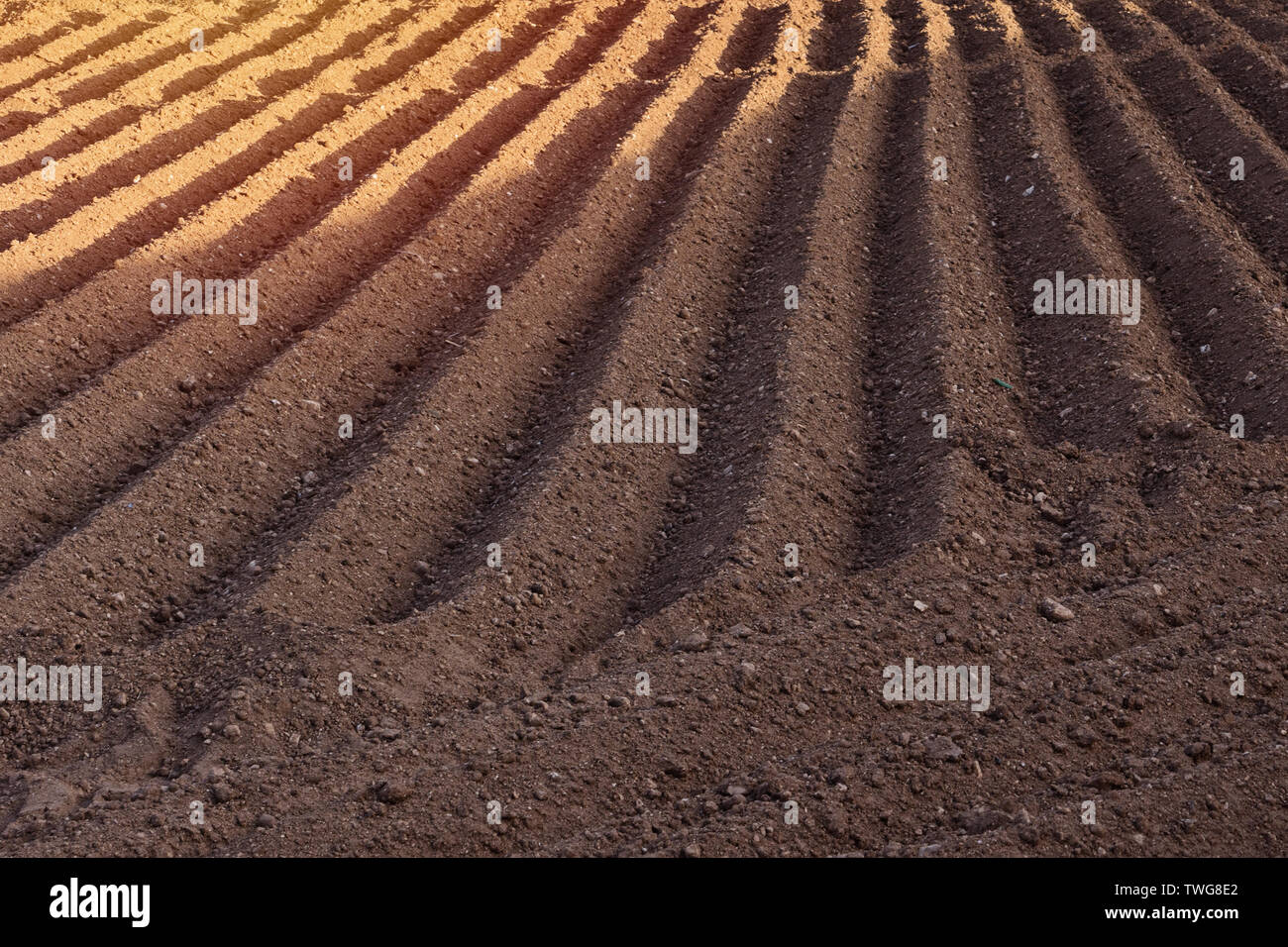 Furrows row pattern in plowed field prepared for planting crops in ...