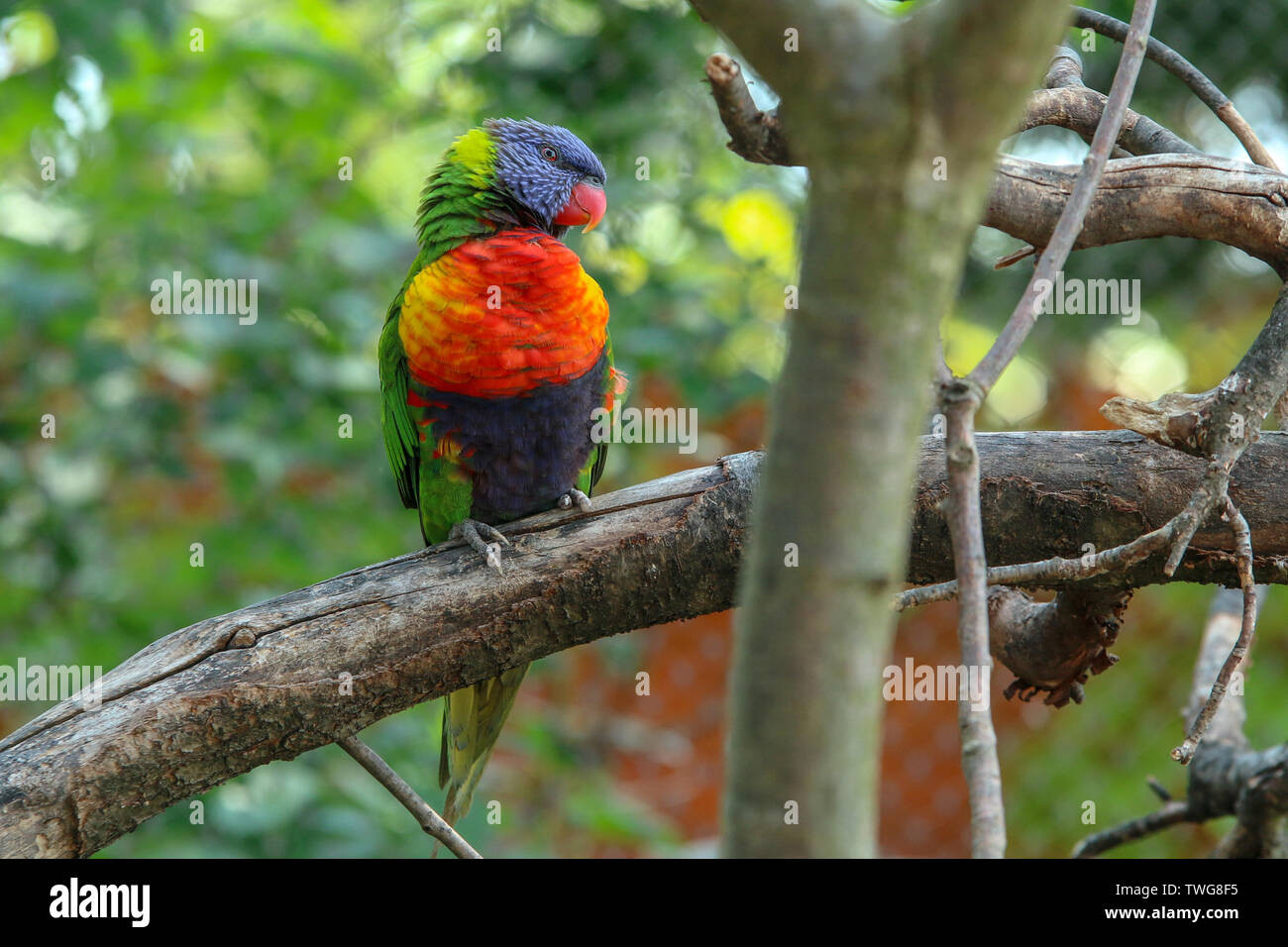 The portait of a cute and colorful parrot of the Loriini species Stock ...