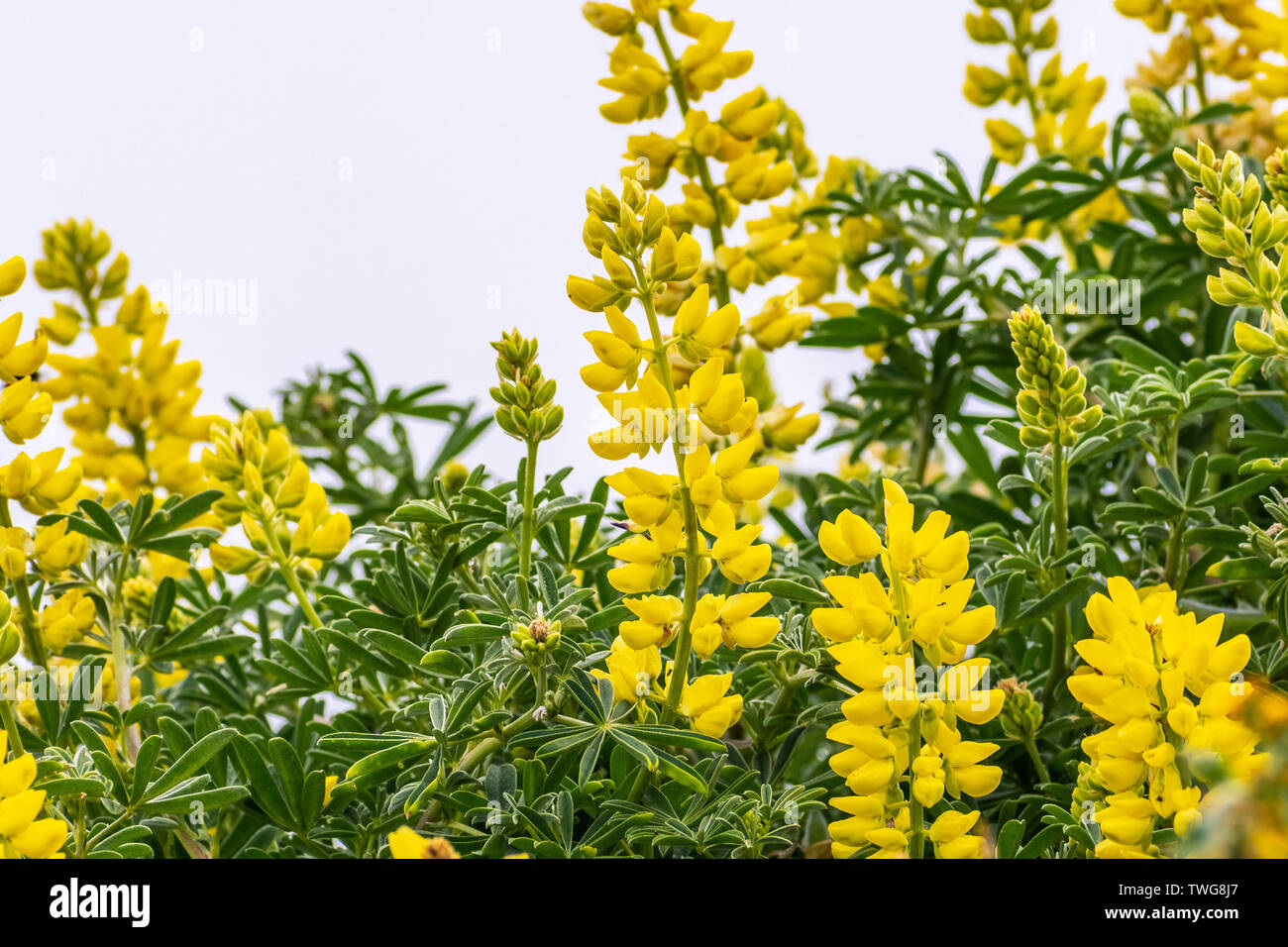 Coastal bush lupine (Lupinus arboreus) blooming on the Pacific Ocean ...