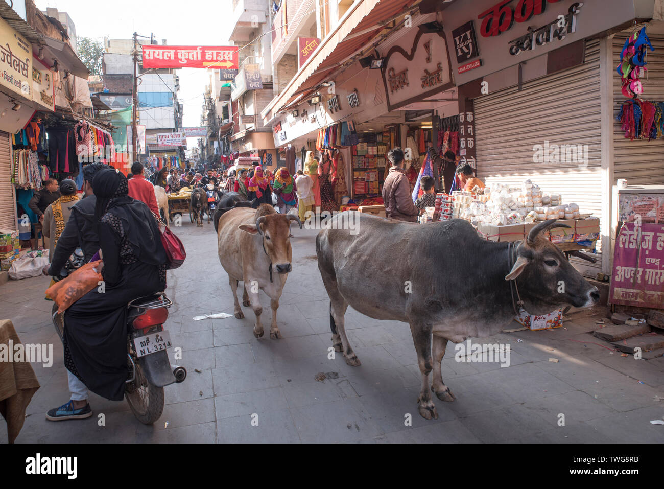 Motocycle and cow in the road in Bhopal - India Stock Photo - Alamy