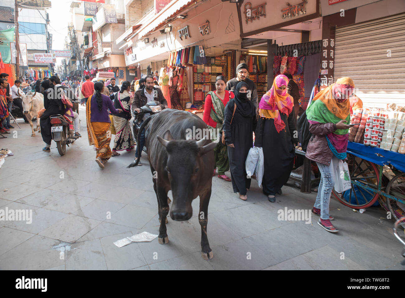 Caw on the road in market of Hujjain - Madya Pradesh - India - With ...