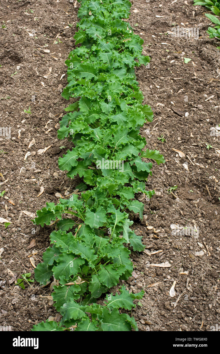 Kale or leaf cabbage in the home garden. It is one of certain cultivars ...