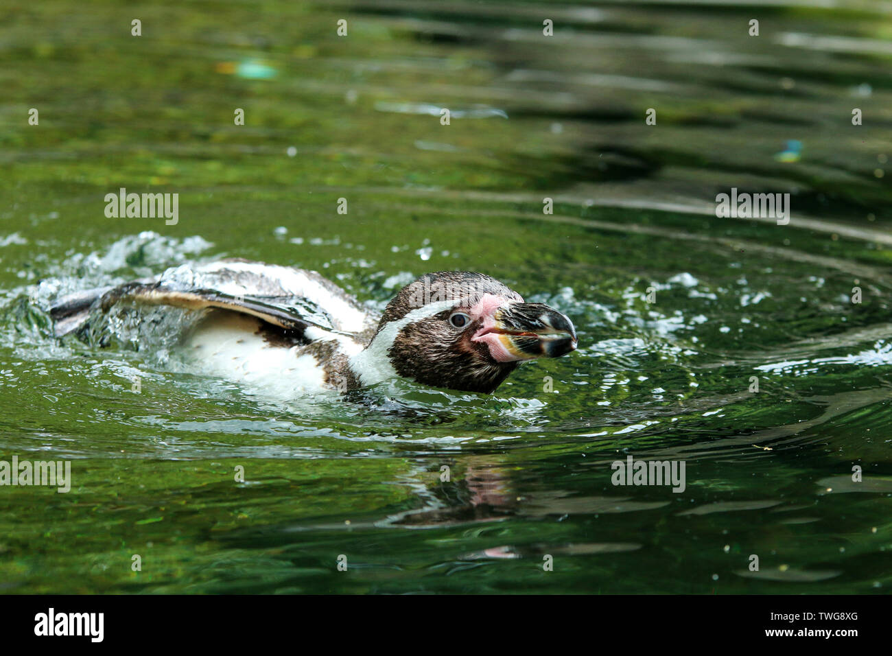 The portrait of a bathing penguin floating on the water. He realy ...