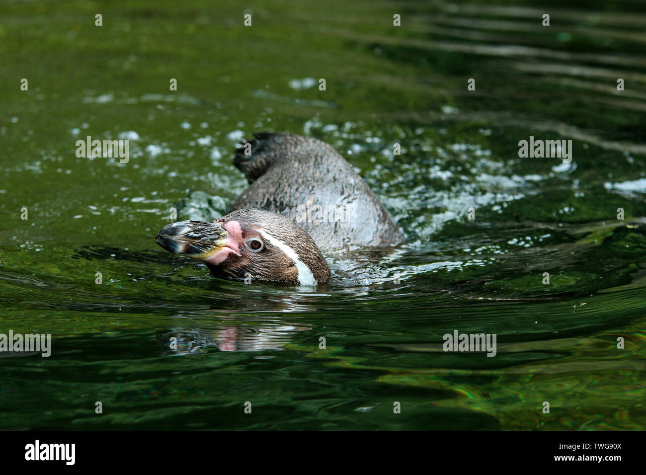 The portrait of a bathing penguin floating on the water. He realy ...
