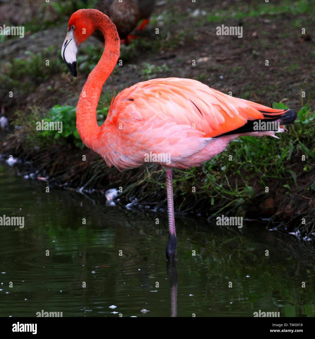 Anmal photography hi-res stock photography and images - Alamy