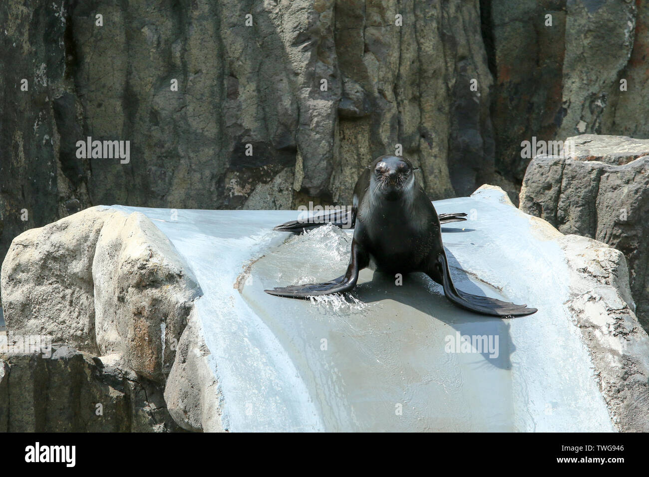 The sea lion is sliding on the water slide in the zoological garden ...
