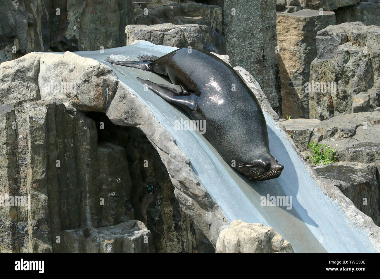 The sea lion is sliding on the water slide in the zoological garden ...