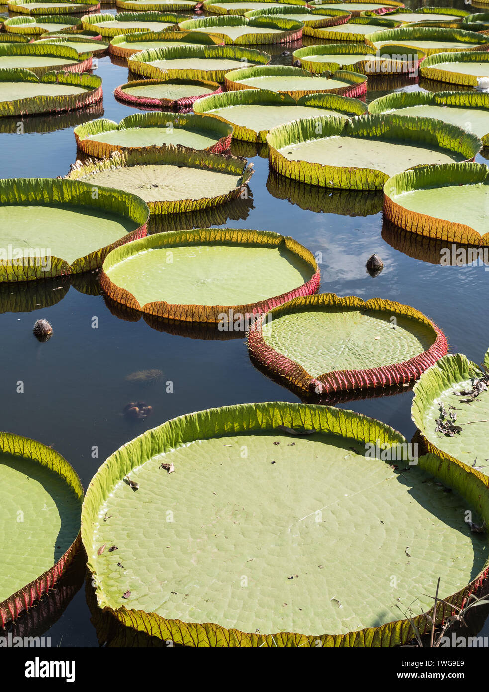 Large Victoria lotus is floating in the pond of the lotus garden Stock ...