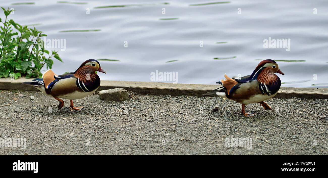 Male Mandarins High Resolution Stock Photography and Images - Alamy