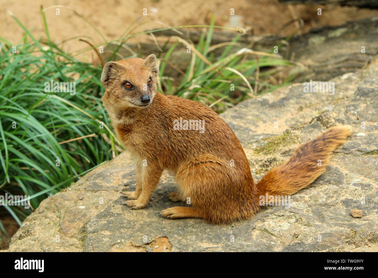 Cute Mongoose Animal