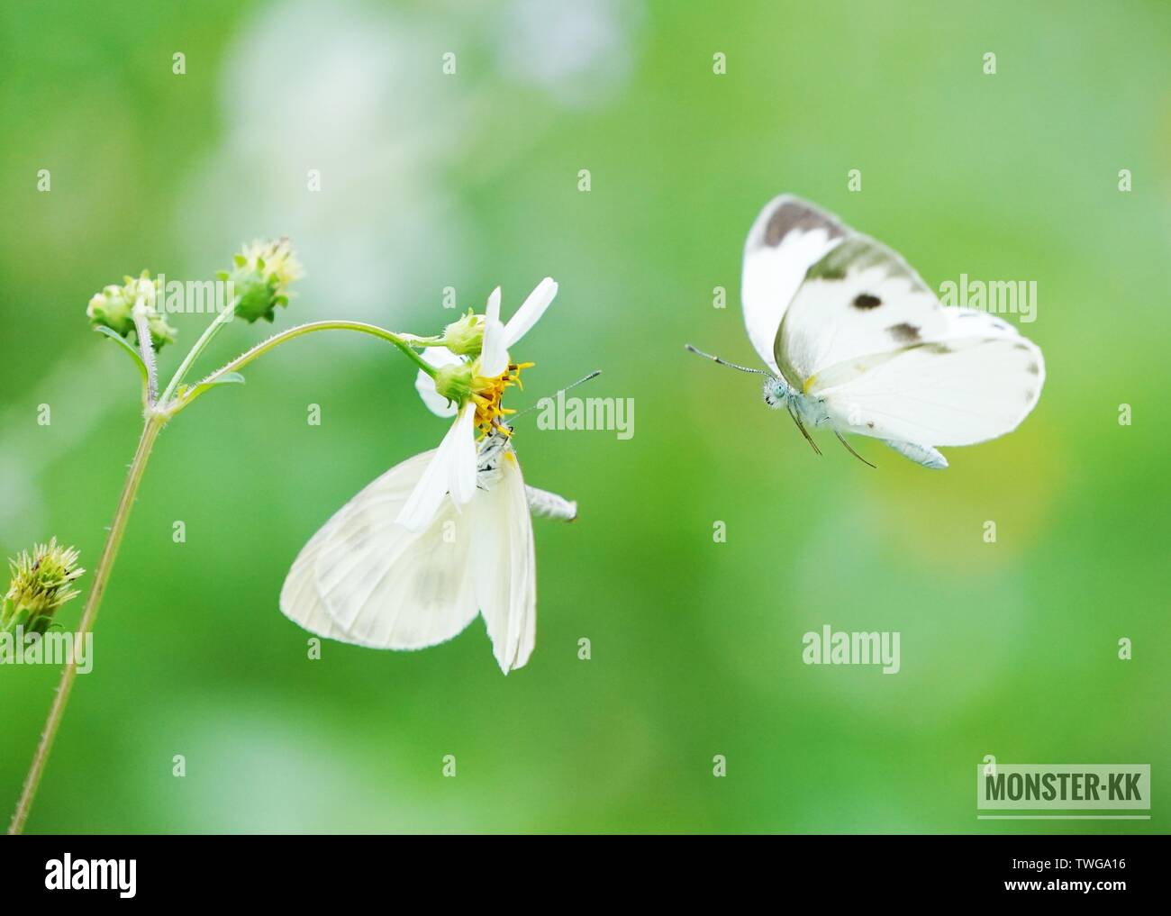 Insects courtship hi-res stock photography and images - Alamy