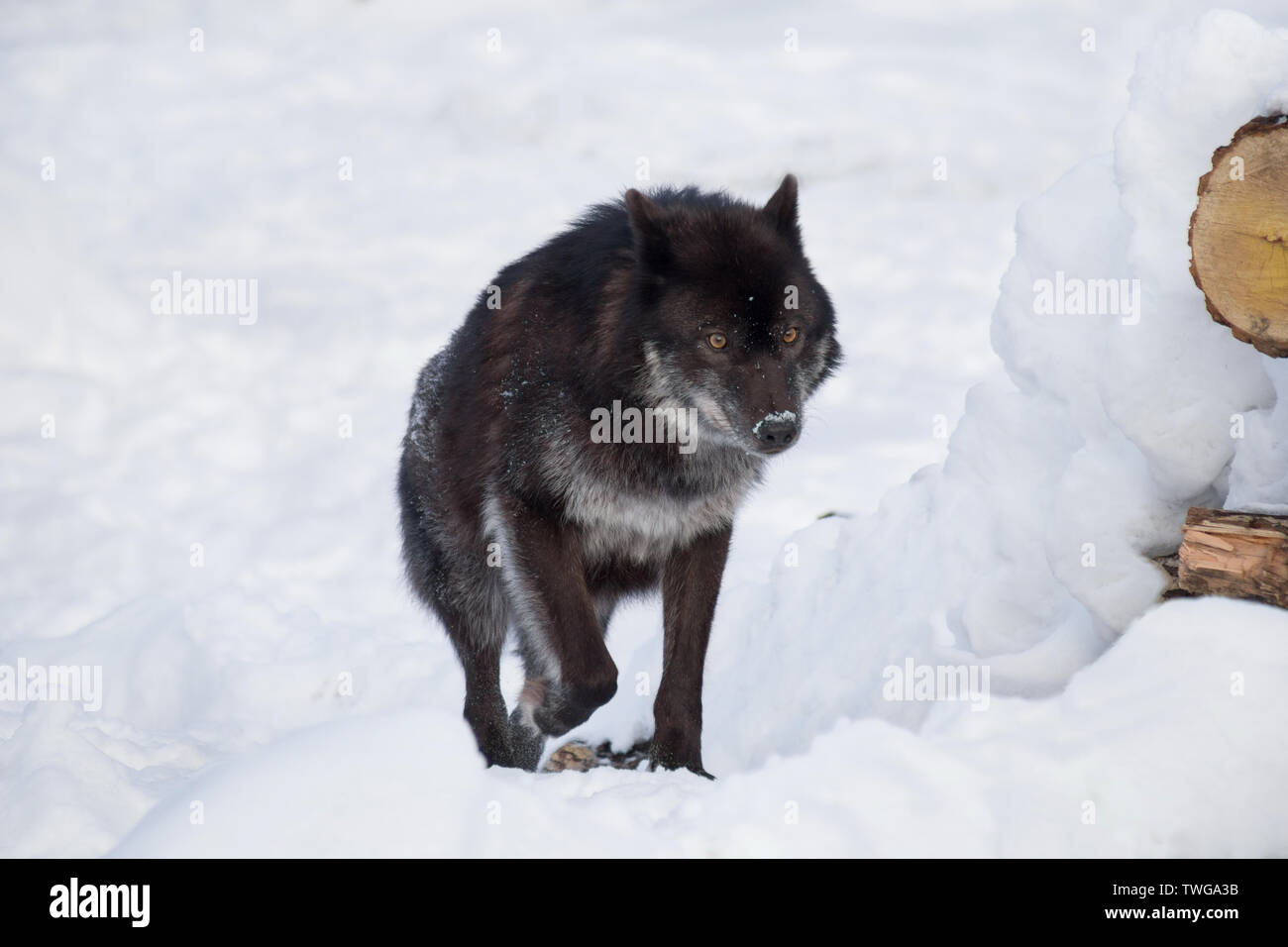 Black wolf running not dog hi-res stock photography and images - Alamy