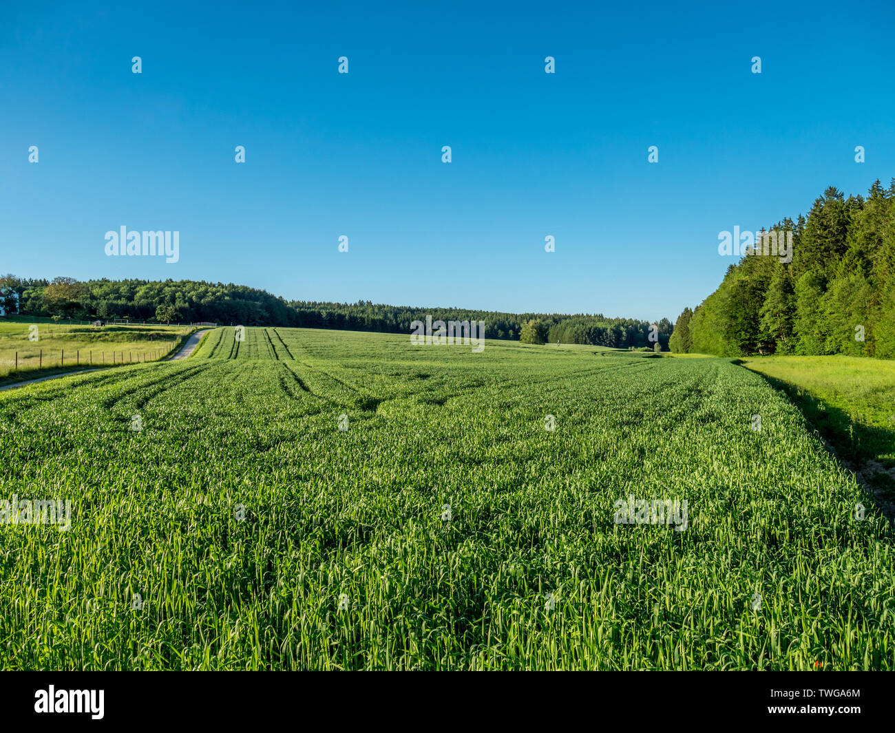 Cornfeld hi-res stock photography and images - Alamy