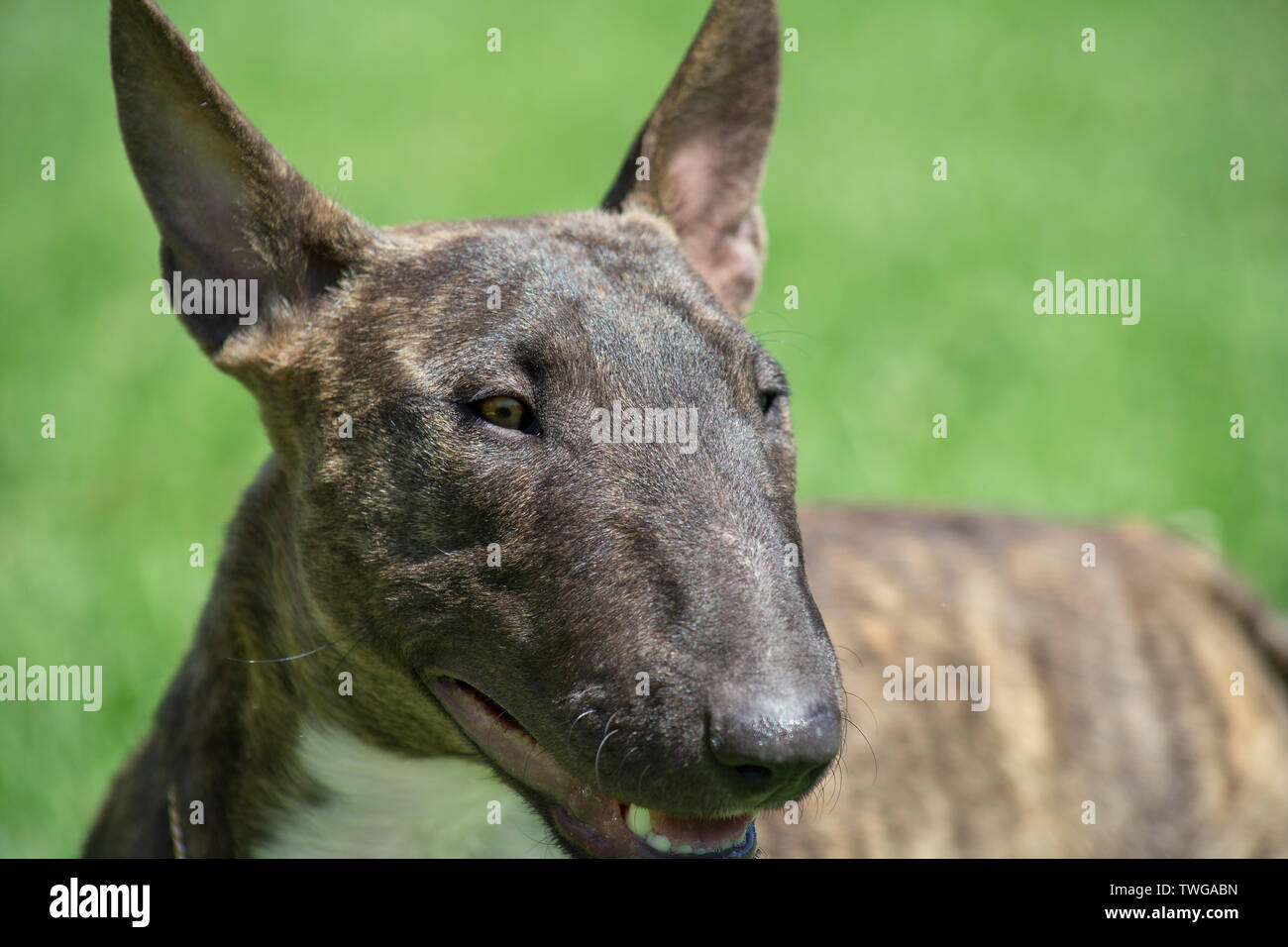 Miniature brindle and white bull terrier close up. English bull terrier ...