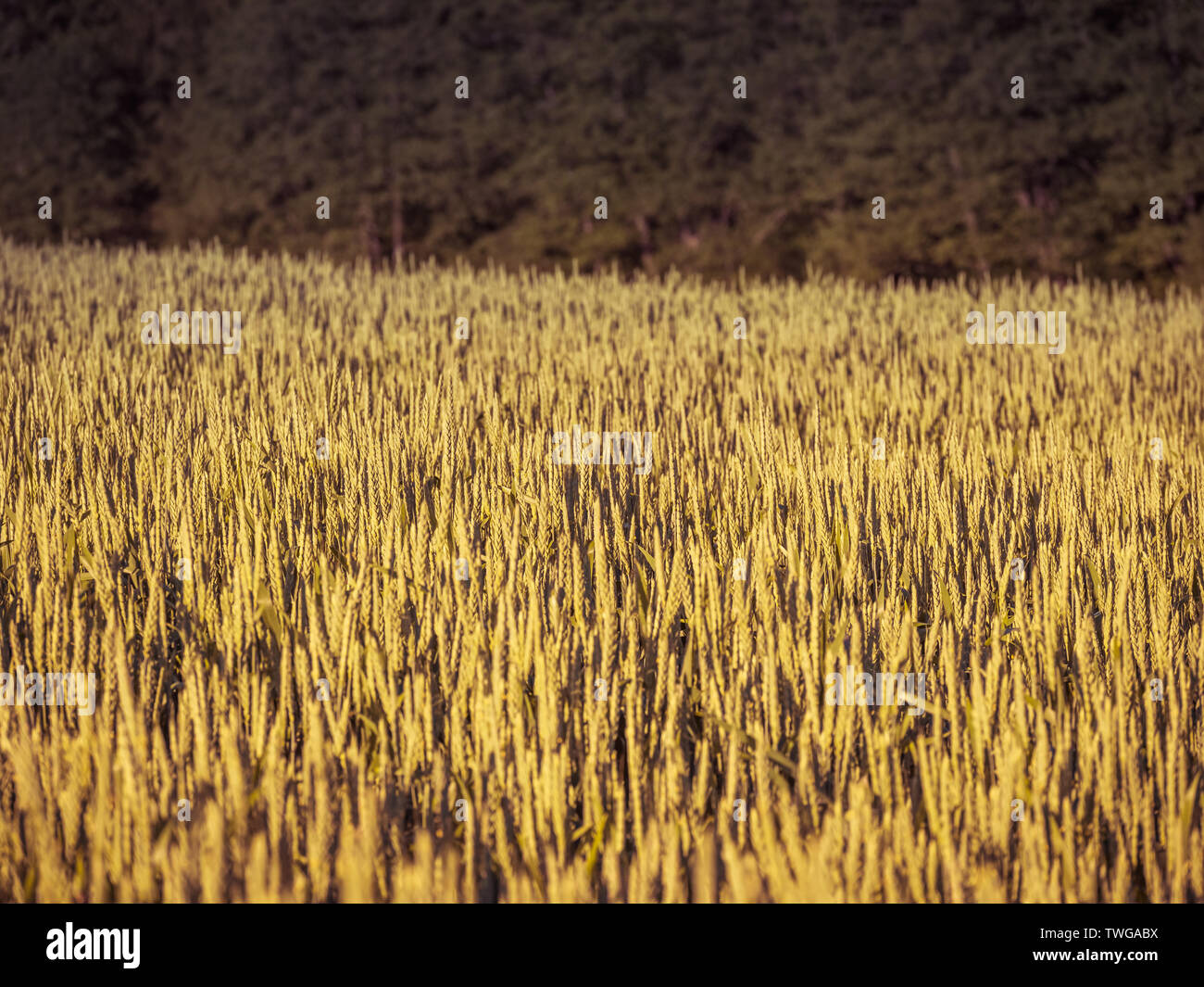 Cornfeld hi-res stock photography and images - Alamy