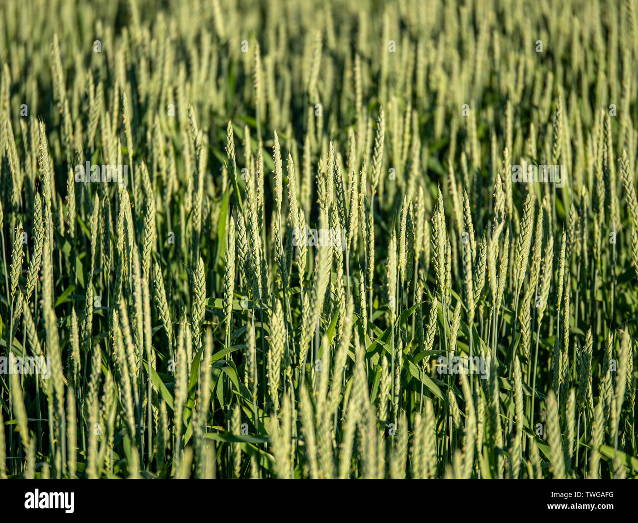Cornfeld hi-res stock photography and images - Alamy