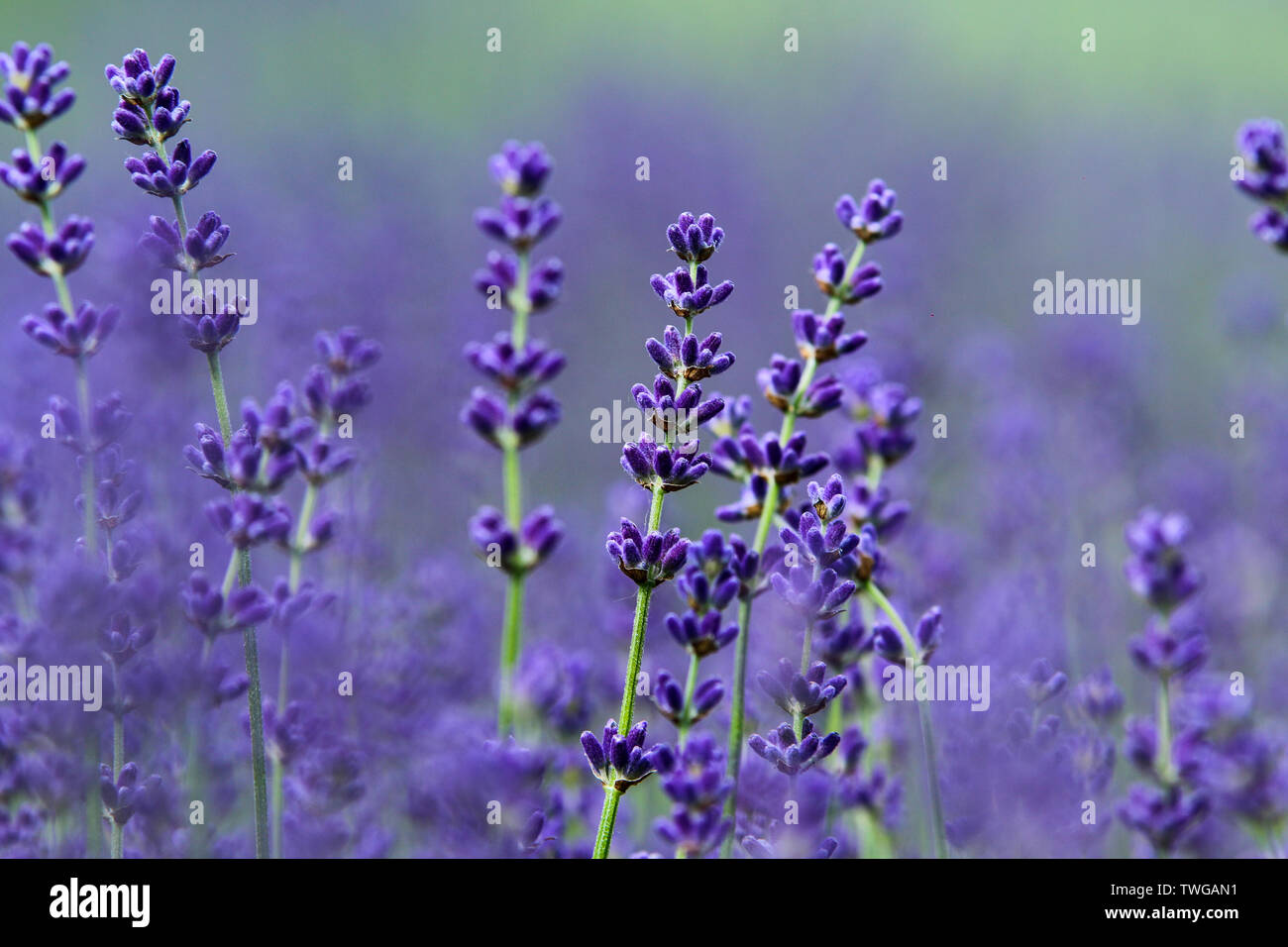 Full bloom lavender hi-res stock photography and images - Alamy
