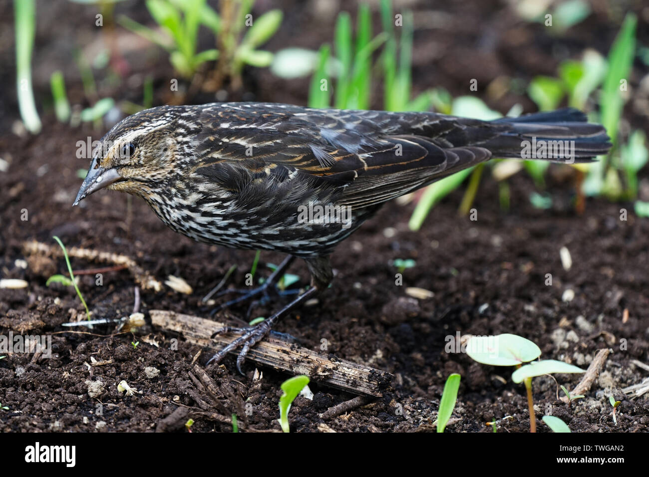 Montreal, Canada,June 13, 2019.Female blackbird on the ground. Montreal ...