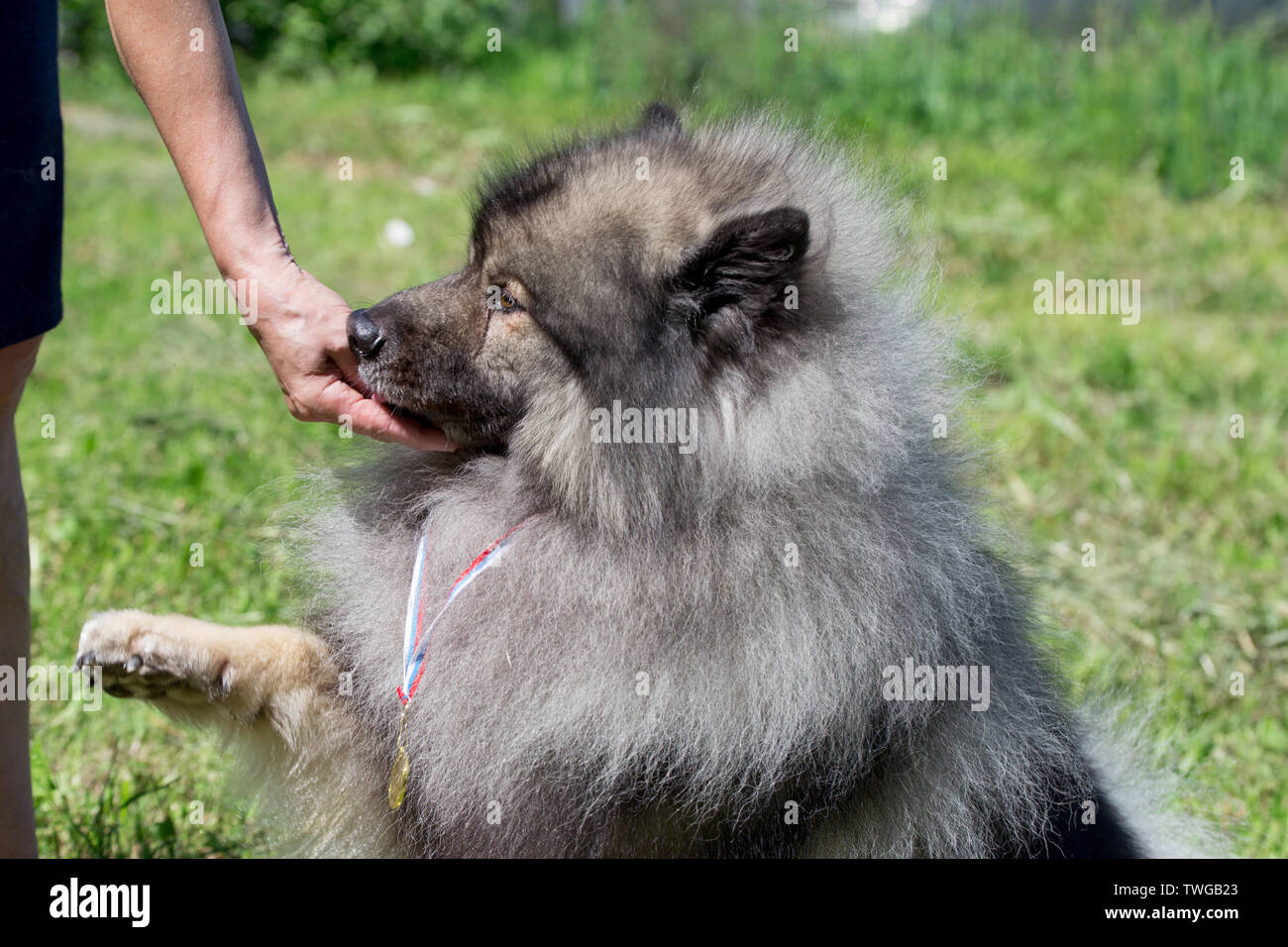 Deutscher wolfspitz giving paw to his owner. Keeshond or german spitz ...