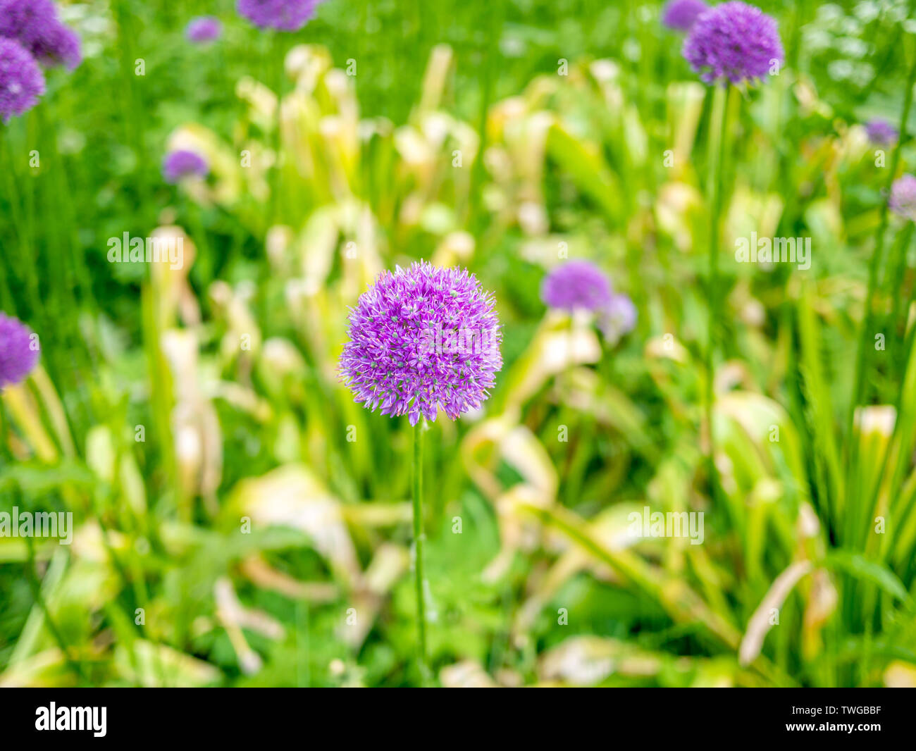 Image of purple allium giganteum with blurry background Stock Photo - Alamy