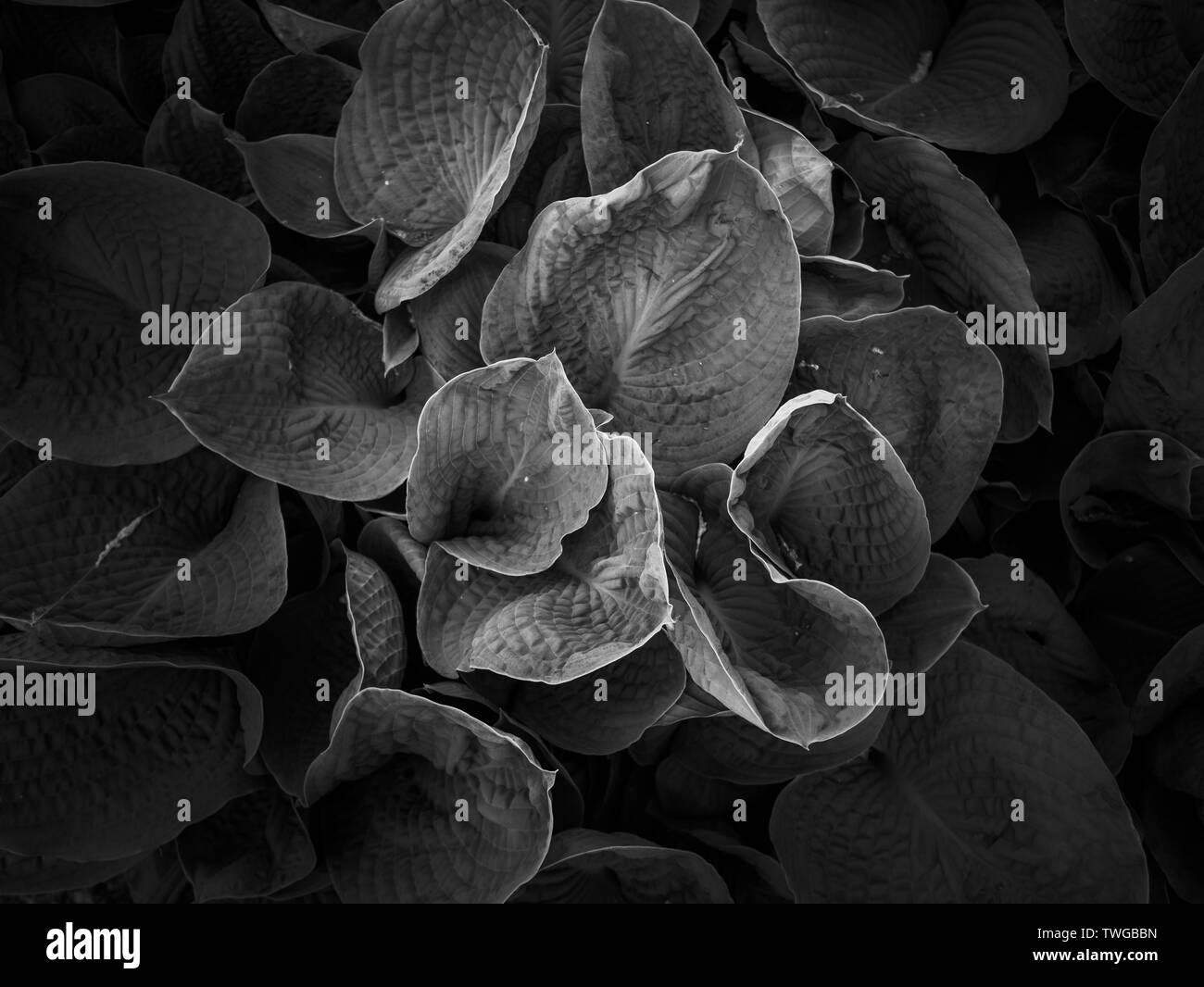 Boho foliage Black and White Stock Photos & Images - Alamy