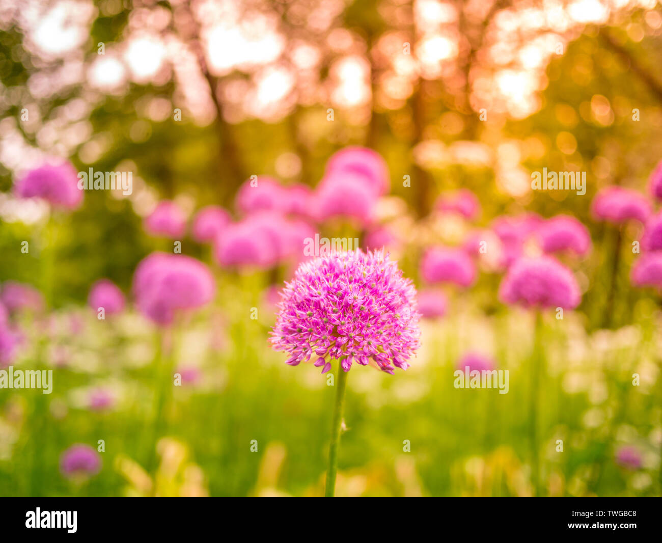 Image of purple allium giganteum with blurry background Stock Photo - Alamy