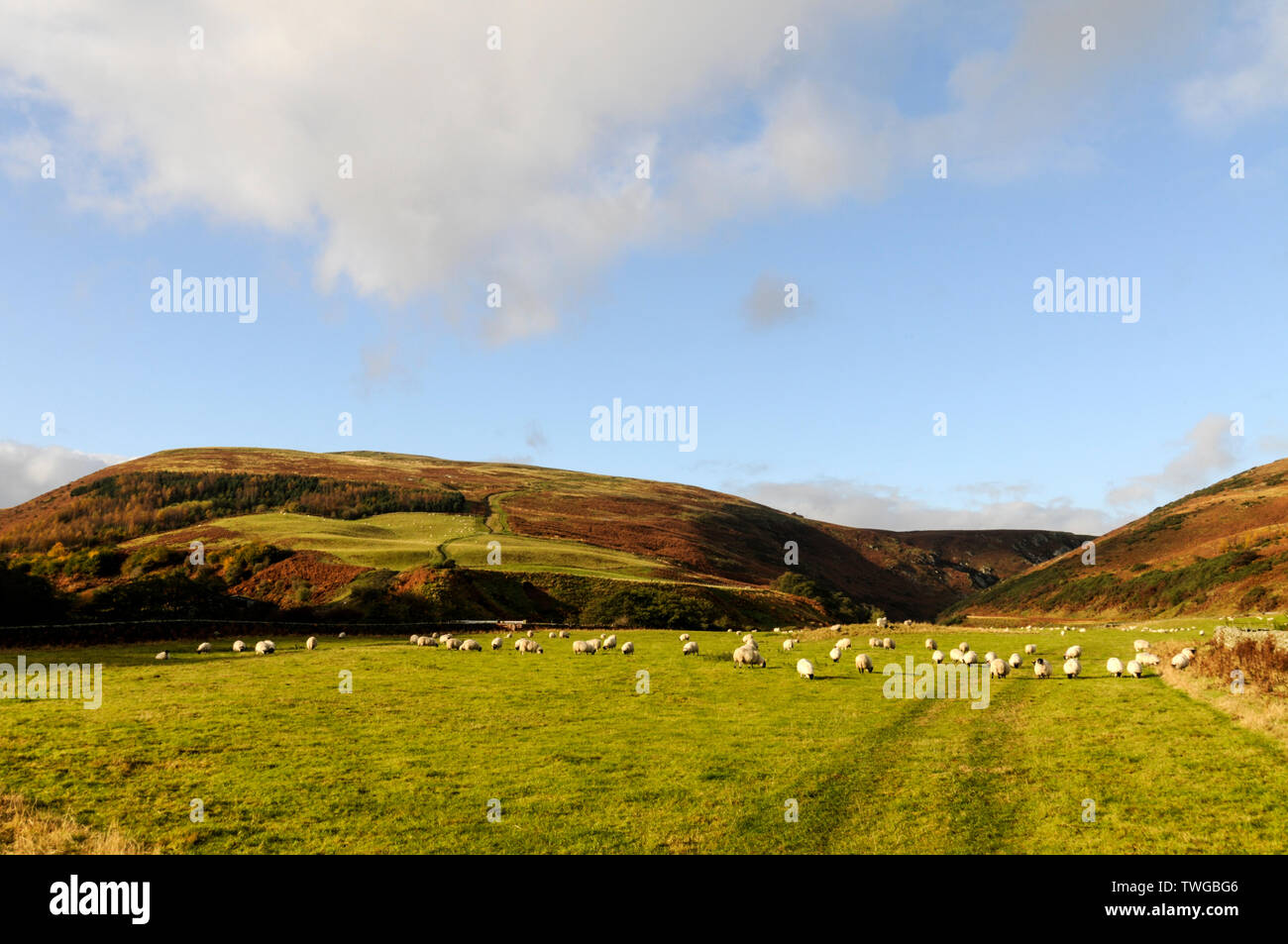 In the Harthope Valley of Glendale in the Northumberland National Park ...