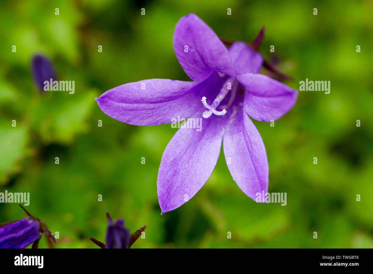 Campanula portenschlagiana, "wall bellflower", "Adria bellflower ...