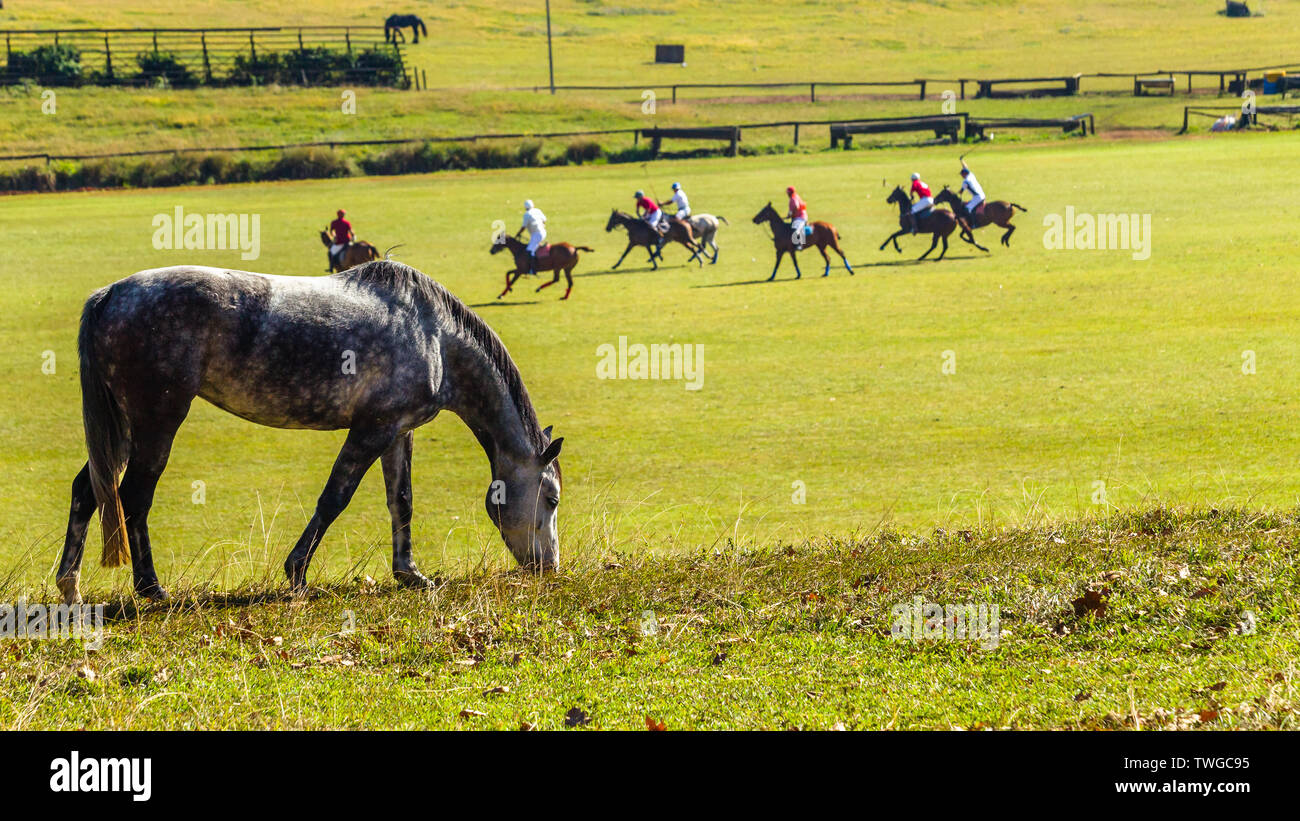 Horses eating grass on banks of polo field with rider players and pony ...