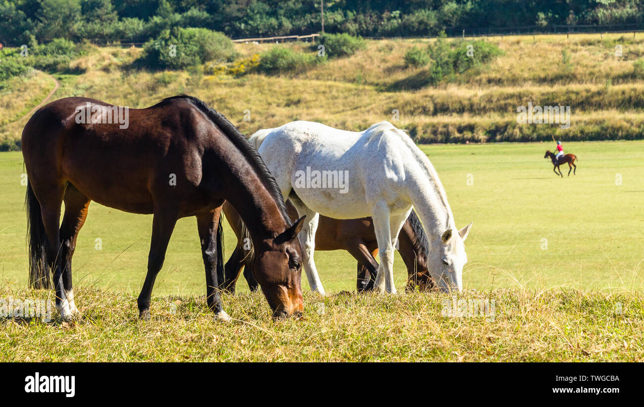 Polo lifestyle hi-res stock photography and images - Alamy