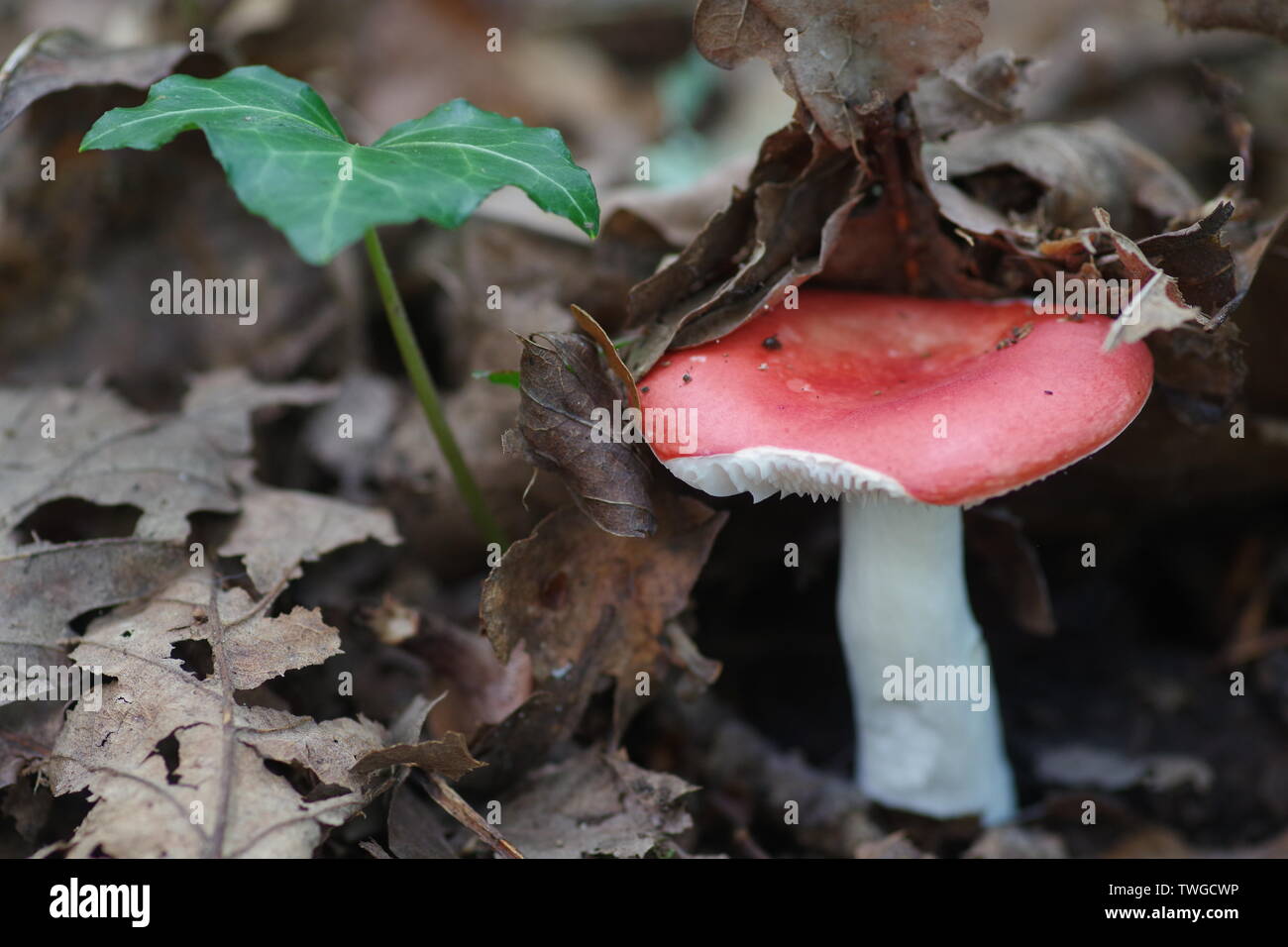 The Sickener Fungi (Russula emetica). Red Capped Wild Mushroom on the ...