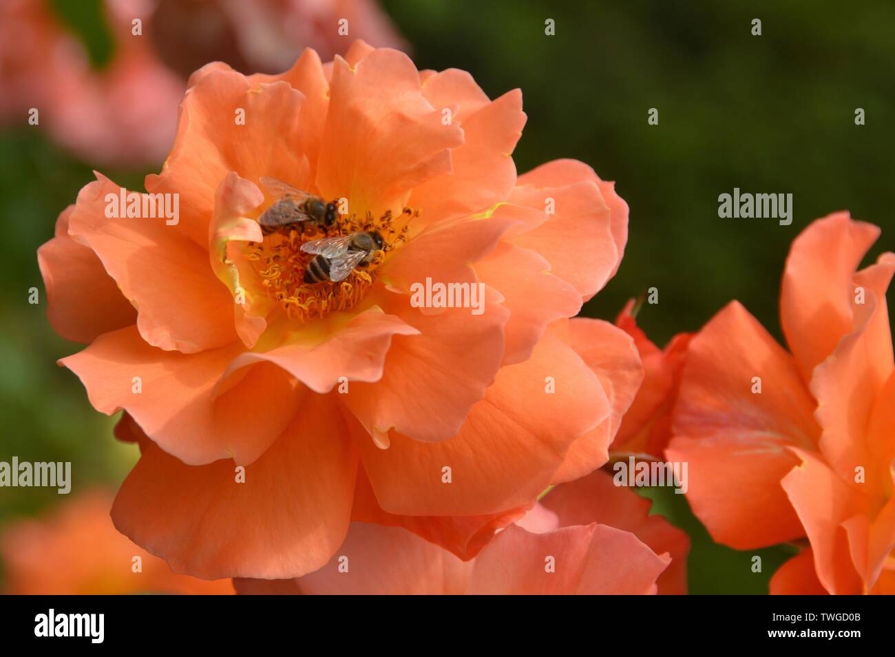Nectar Rose High Resolution Stock Photography and Images - Alamy