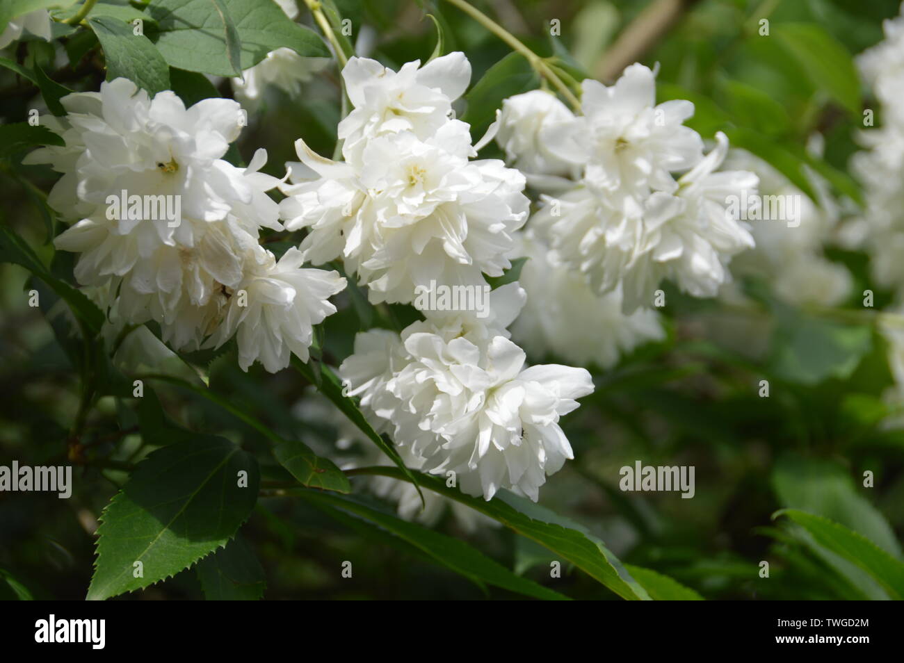White rose blossoms hi-res stock photography and images - Alamy