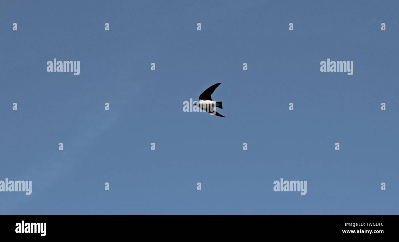 Bird flying animal avian hi-res stock photography and images - Alamy