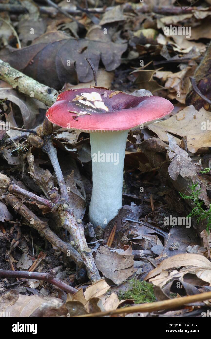 The Sickener Fungi (Russula emetica). Red Capped Wild Mushroom on the ...