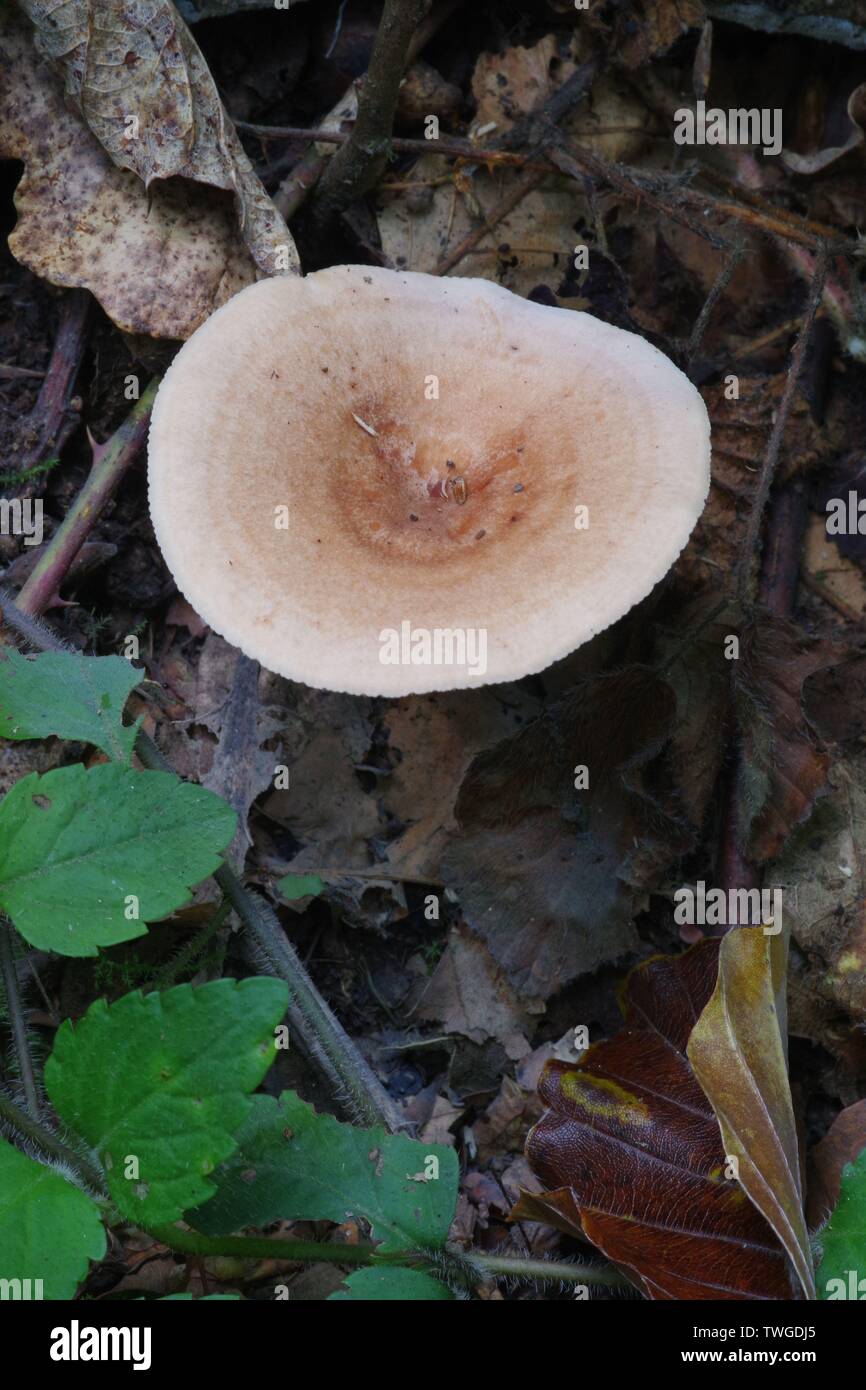 Wooly Milk Cap Fungi (Lactarius torminosus). Hembury Woods, Devon, UK ...