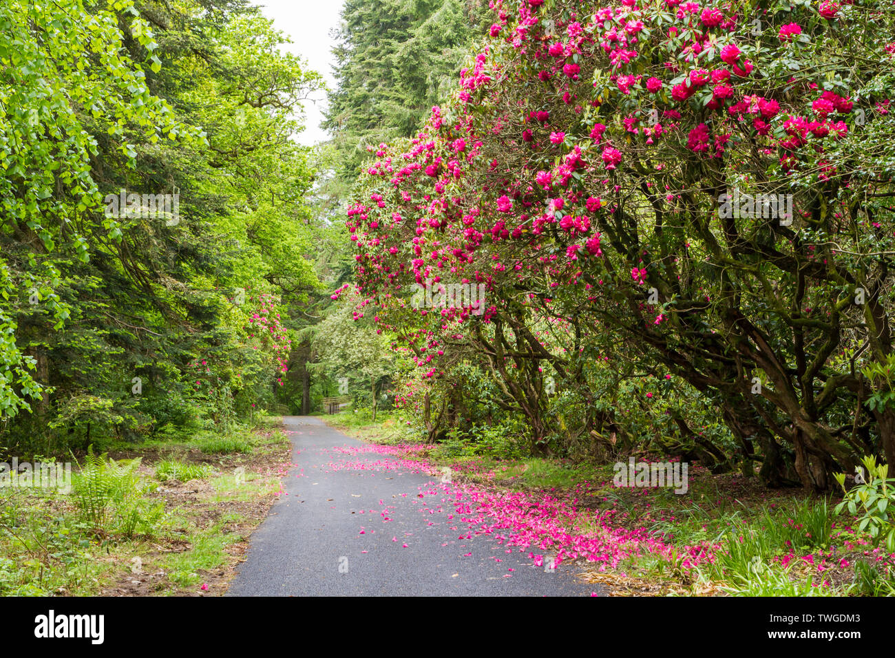 Cynthia woods hi-res stock photography and images - Alamy