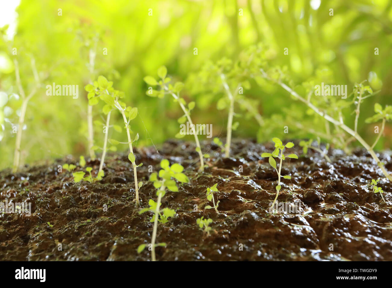Growth of young trees Stock Photo - Alamy