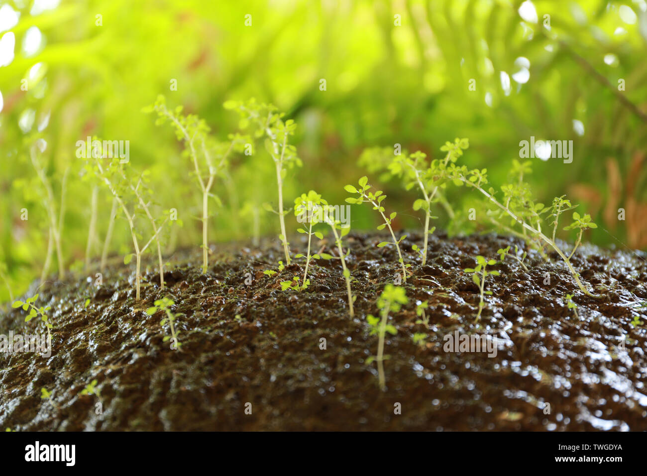 Earth grow growth growing hi-res stock photography and images - Alamy