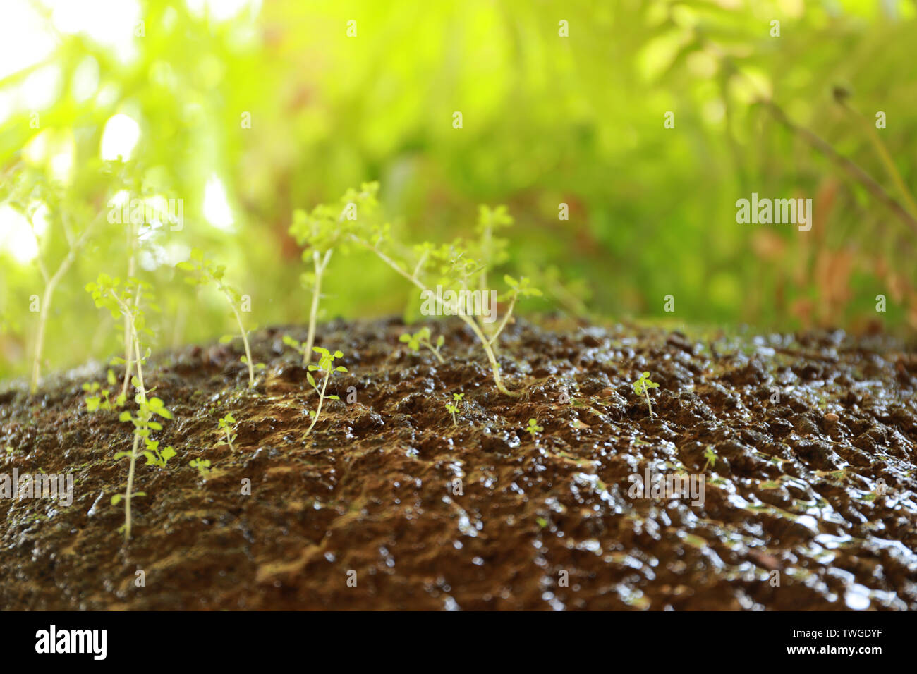 Growth of young trees Stock Photo - Alamy