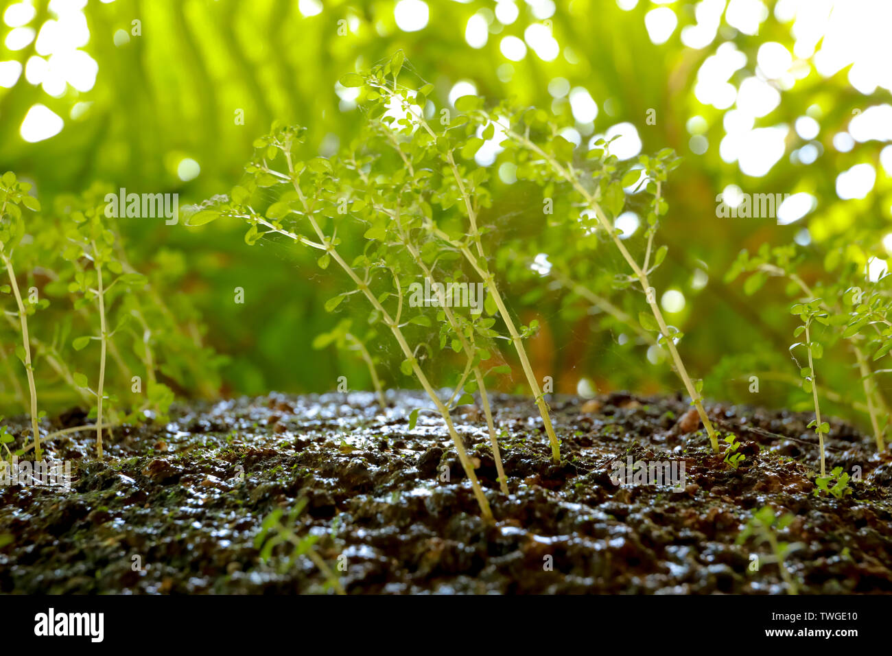 Growth of young trees Stock Photo - Alamy