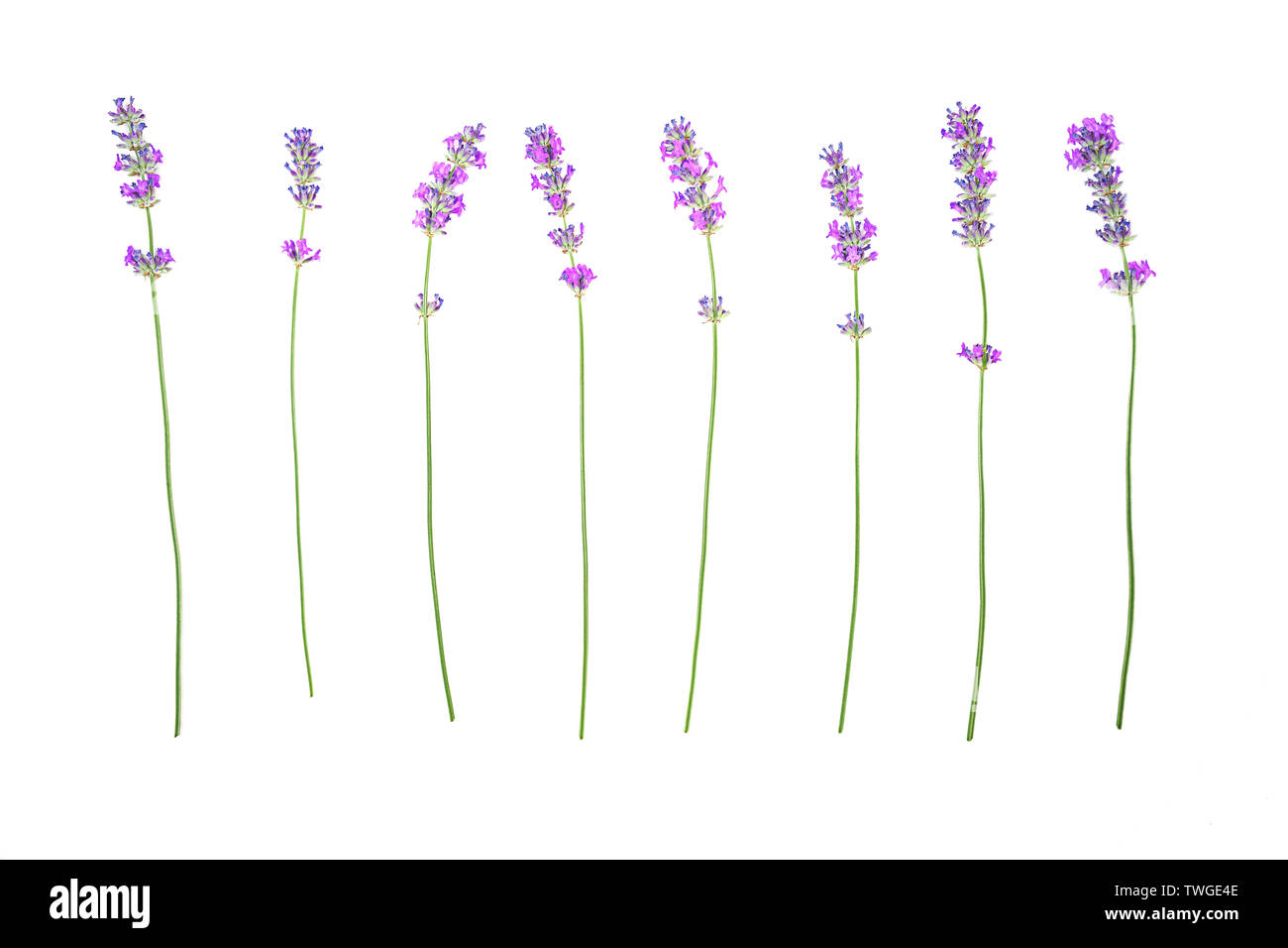 Lavender flowers pattern isolated on white background. Flat lay, top ...