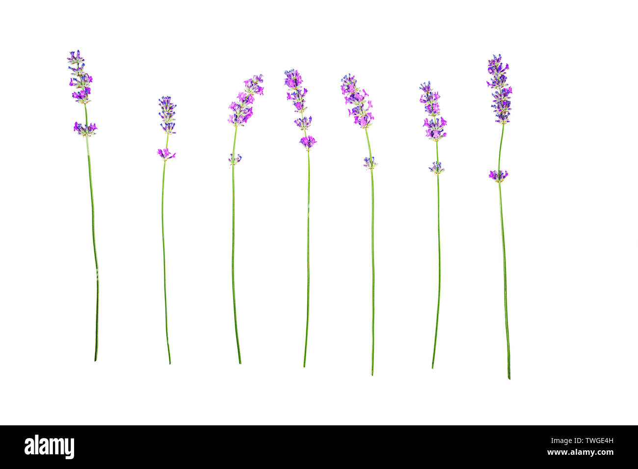 Lavender flowers pattern isolated on white background. Flat lay, top ...