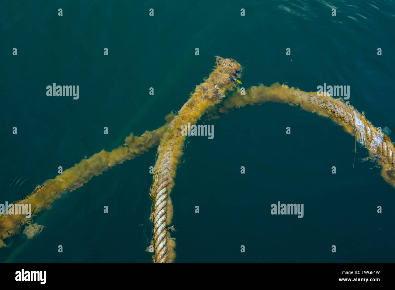 rope on the water Stock Photo - Alamy