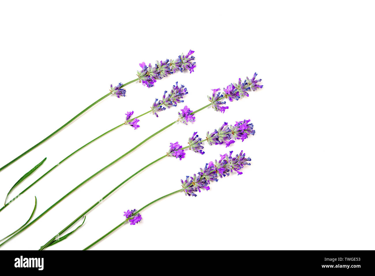 Lavender flowers pattern isolated on white background. Flat lay, top ...