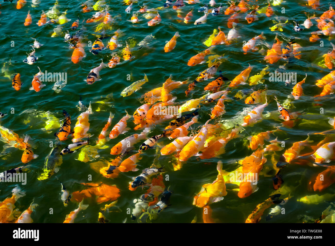 Beautiful golden fish swimming in hi-res stock photography and images ...
