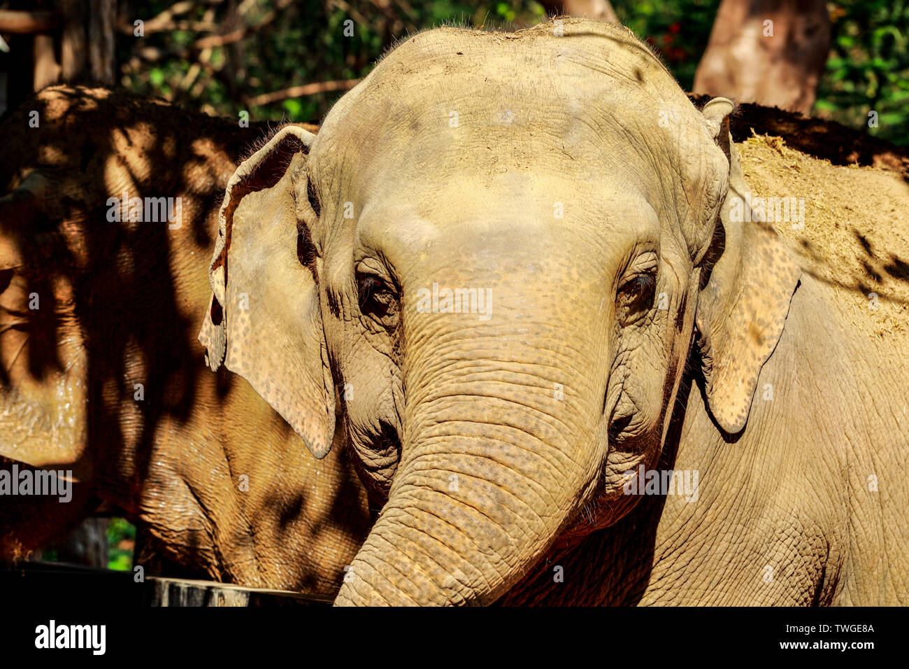 Close up photo of elephant face Stock Photo - Alamy