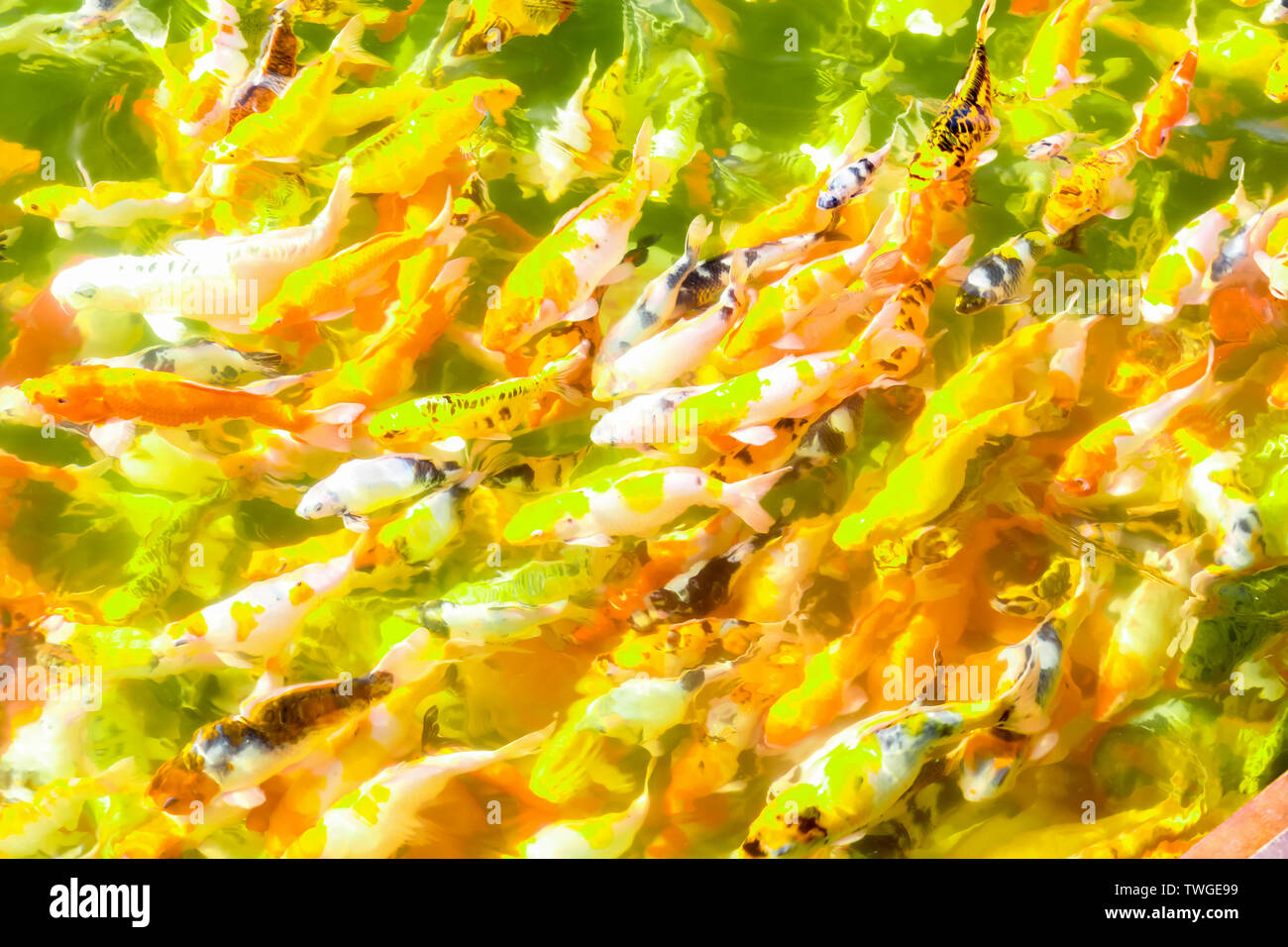 Beautiful golden fish swimming in hi-res stock photography and images ...