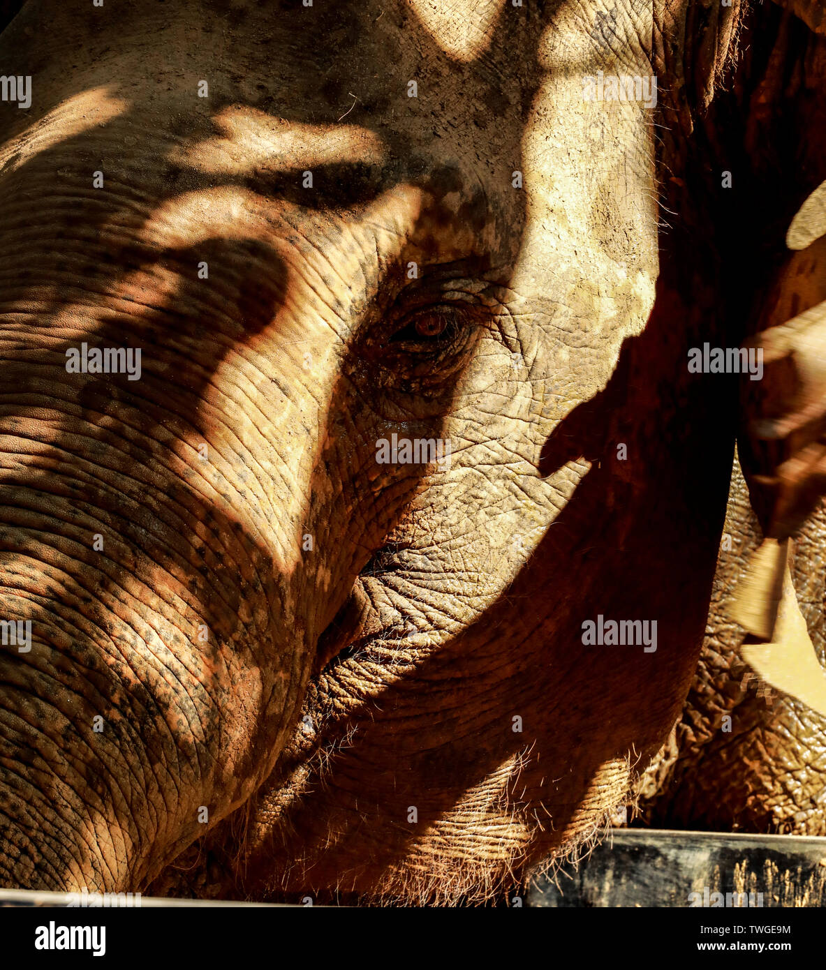 Close up photo of elephant face Stock Photo - Alamy