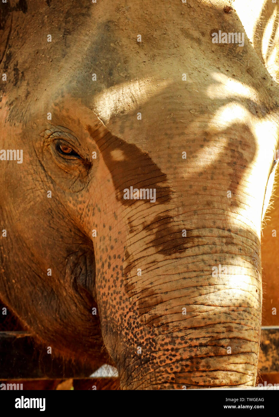 Close up photo of elephant face Stock Photo - Alamy